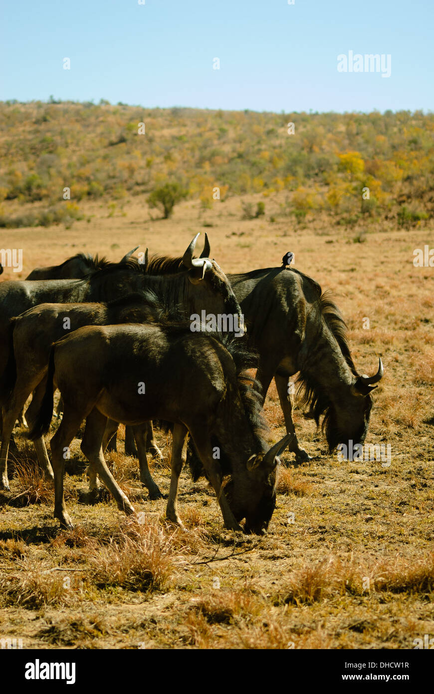 Group of gnus hi-res stock photography and images - Alamy