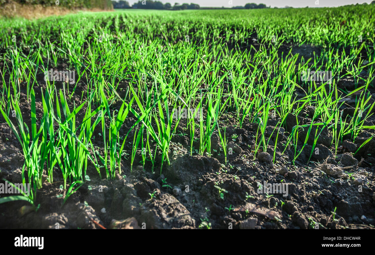 New grass emerging hi-res stock photography and images - Alamy