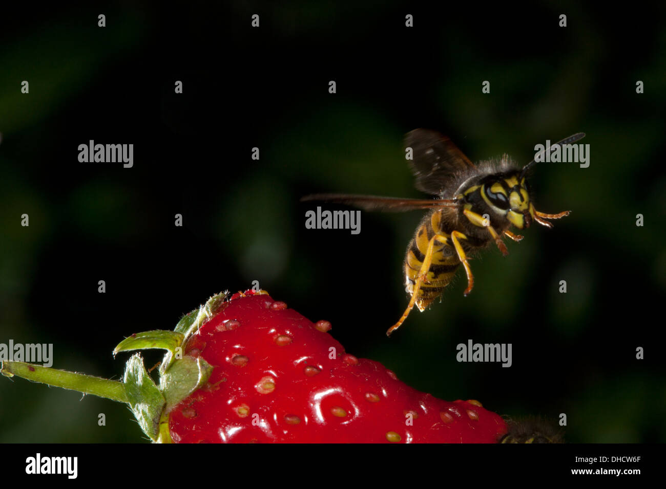 Common wasp in flight, Vespula vulgaris Stock Photo - Alamy