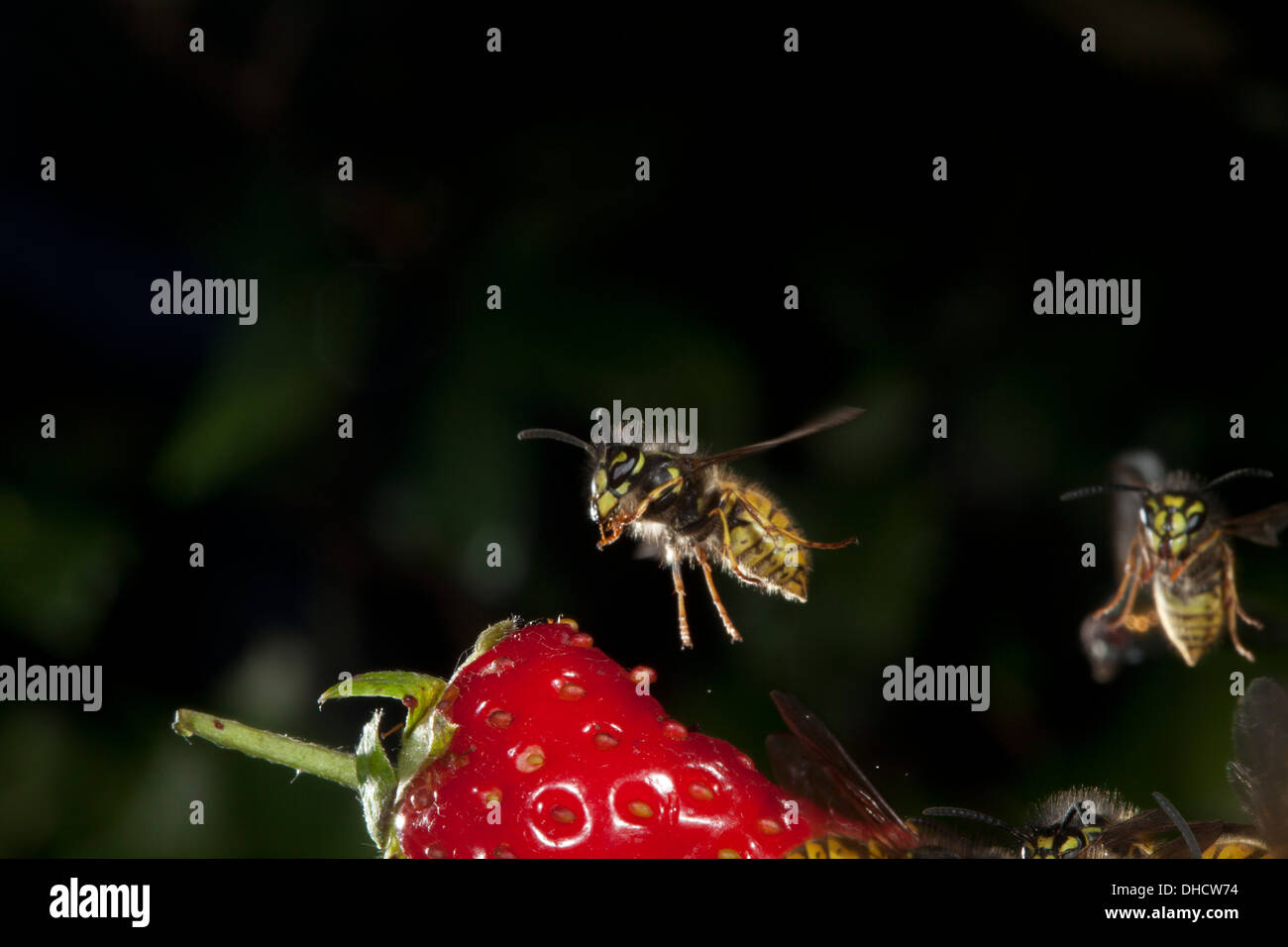 Common wasp in flight, Vespula vulgaris Stock Photo - Alamy