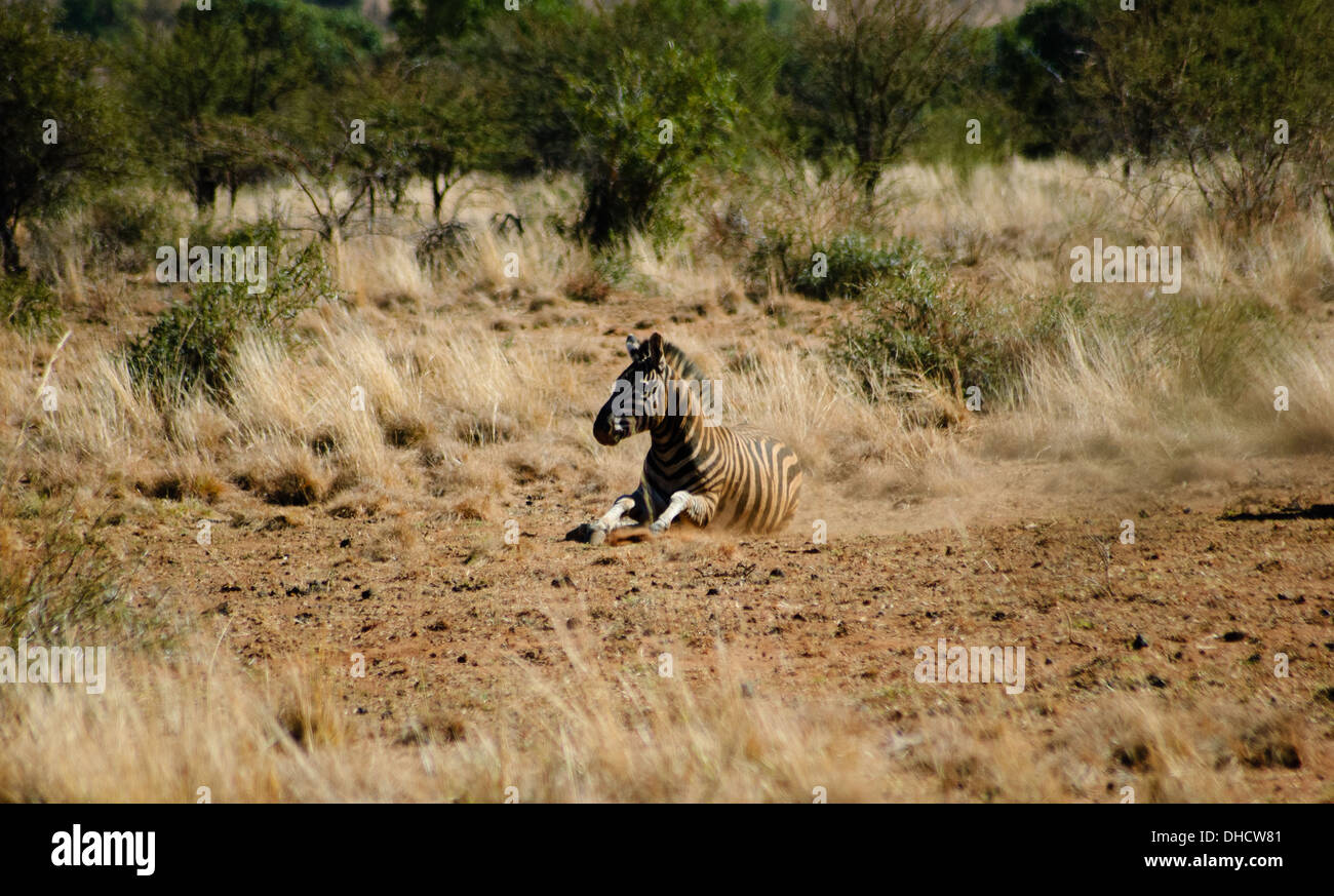 Zebra playing hi-res stock photography and images - Alamy
