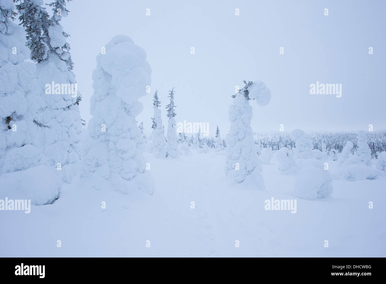 Snow laden fir trees, Ruka, Finland Stock Photo - Alamy