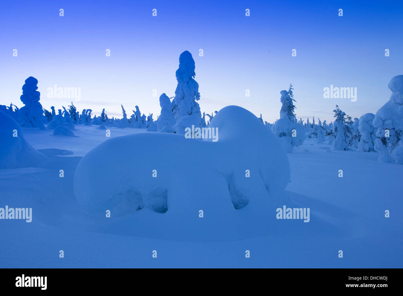 Snow laden fir trees, Ruka, Finland Stock Photo - Alamy