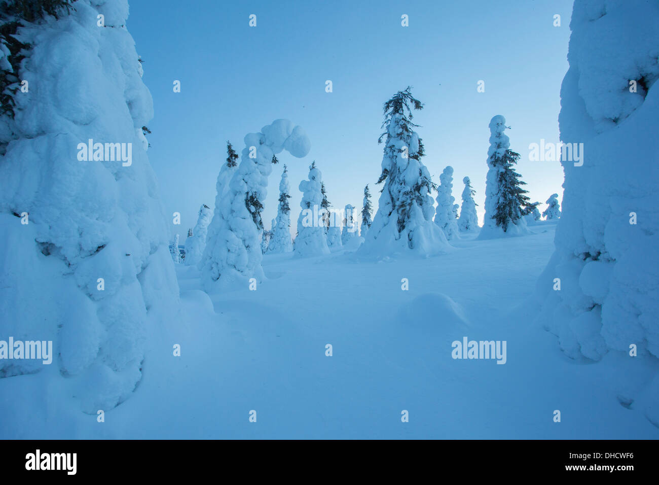 Snow laden fir trees, Ruka, Finland Stock Photo - Alamy