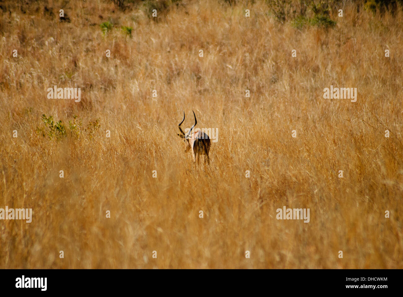 Impala eating at Pilanesberg National Park in South Africa, Africa ...