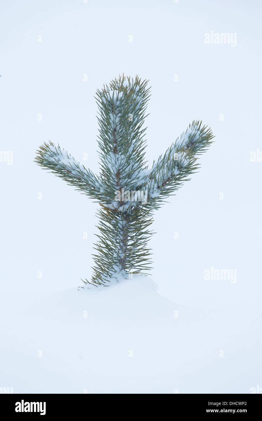 Scots pine sapling in snow Stock Photo - Alamy