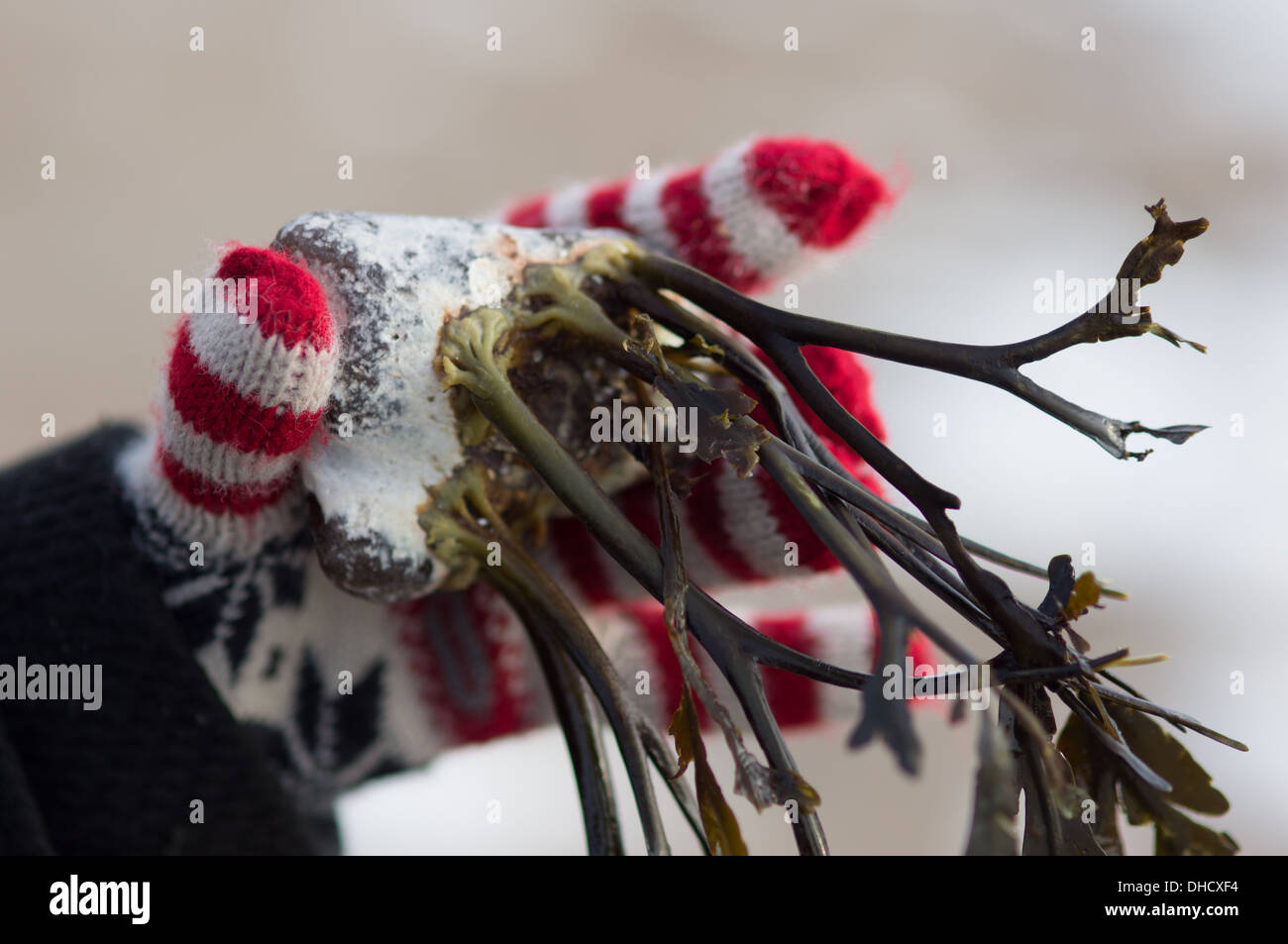 Hand seaweed hi-res stock photography and images - Alamy