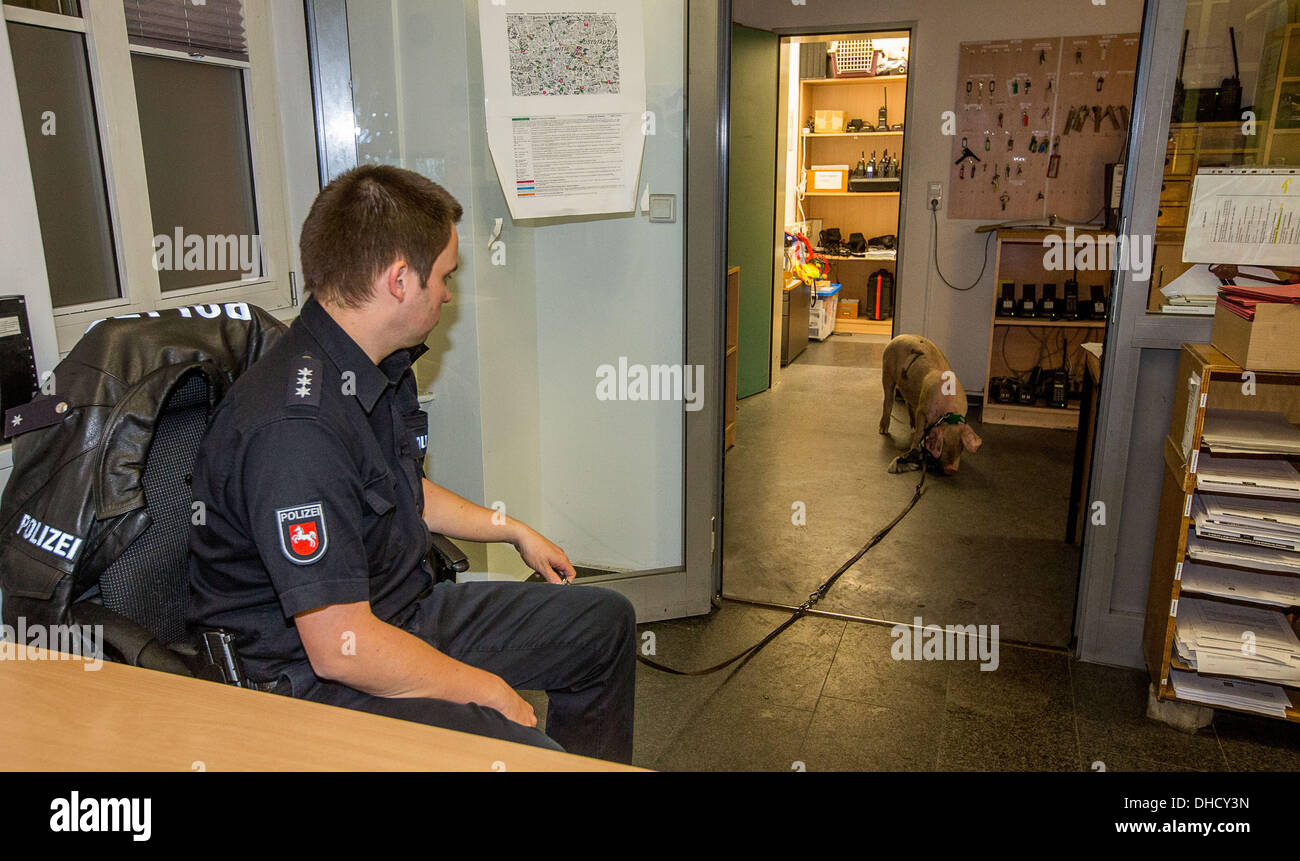 Pig football hi-res stock photography and images - Alamy