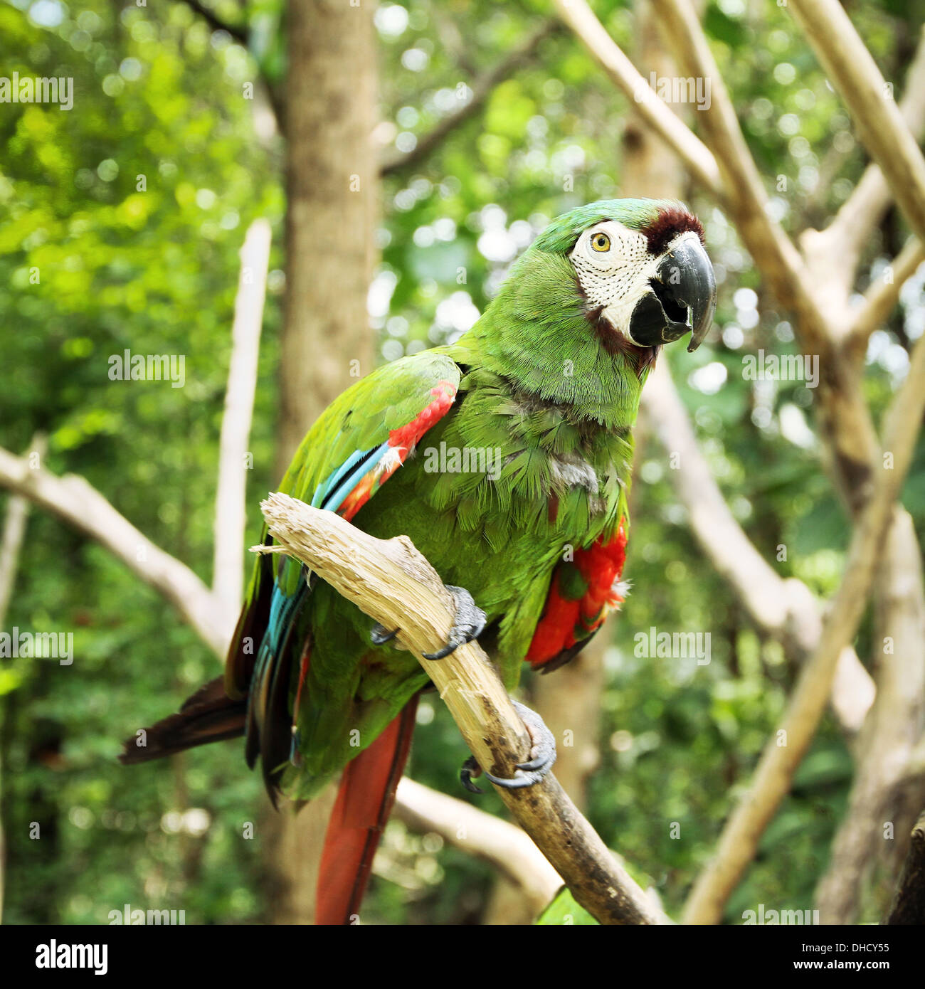 Parrot jungle hi-res stock photography and images - Alamy