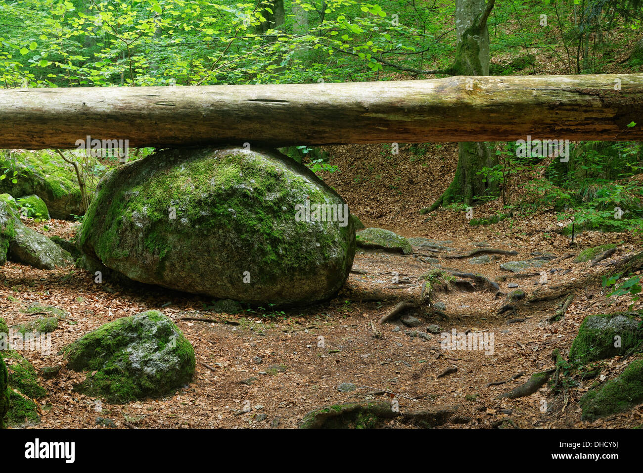 Tree on a stone hi-res stock photography and images - Alamy