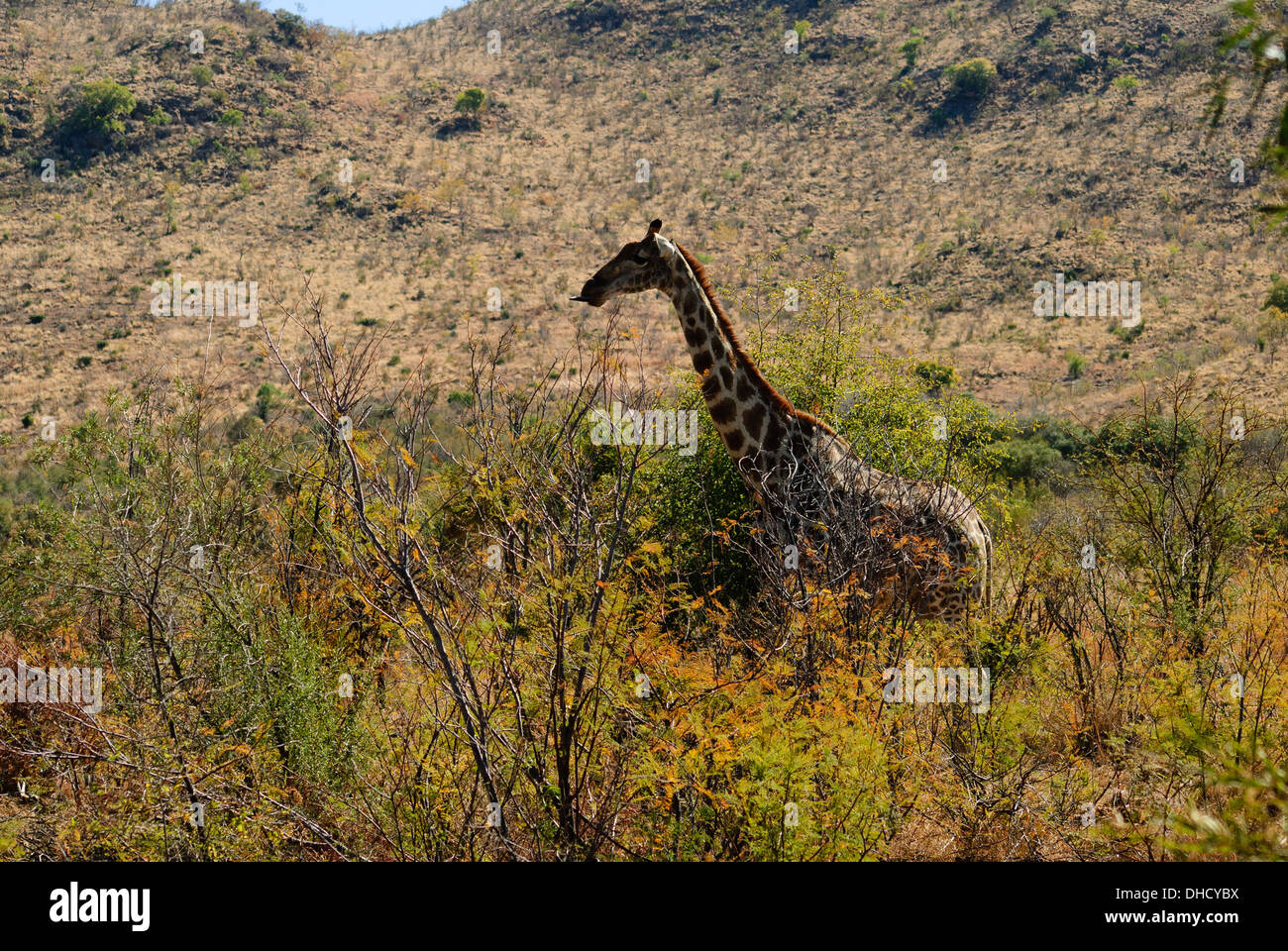 Giraffe walk at Pilanesberg National Park in South Africa, Africa Stock ...