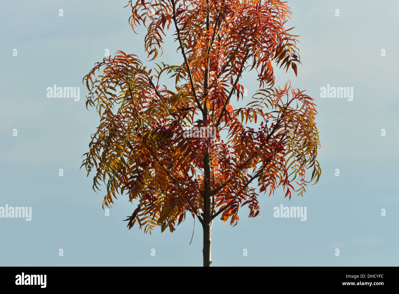 Mountain ash in red autumn colours Stock Photo - Alamy