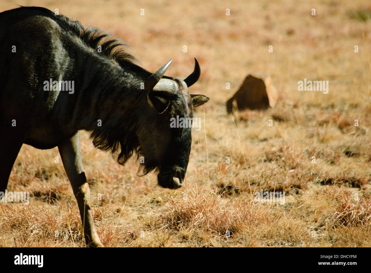 Gnu walking hi-res stock photography and images - Alamy
