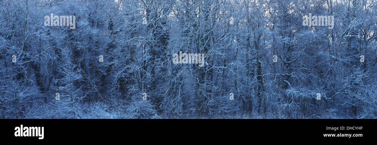 A winter scene from Strumpshaw Fen Nature Reserve near Norwich in the ...