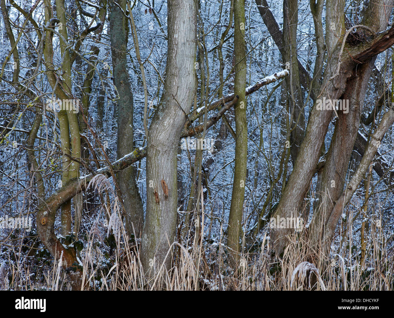 A winter scene from Strumpshaw Fen Nature Reserve near Norwich in the ...