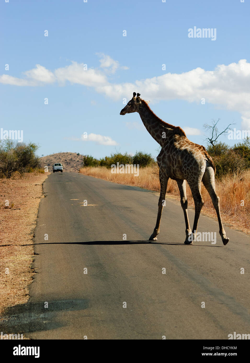 Giraffe crossing the road at Pilanesberg National Park, South Africa ...