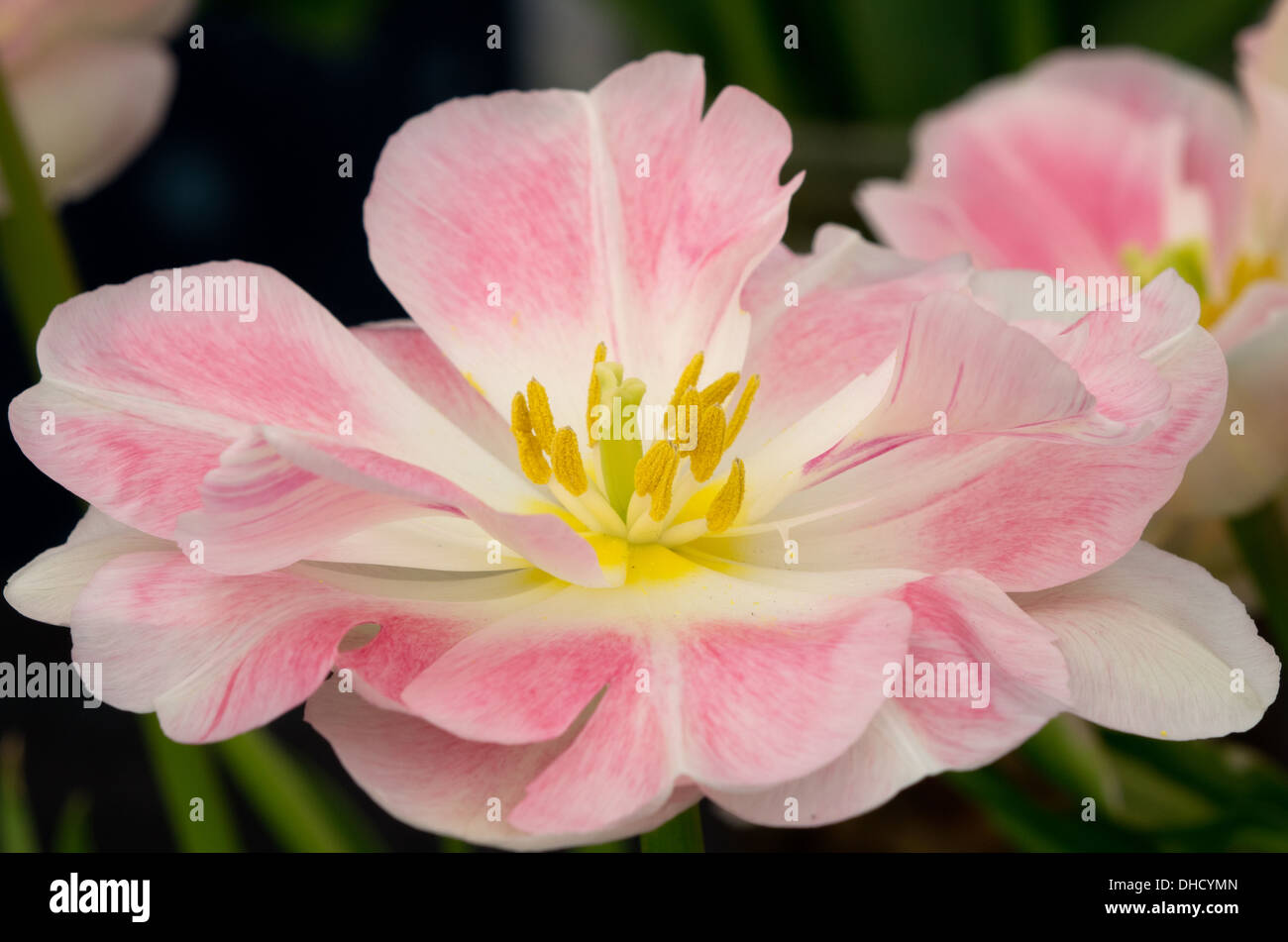 Tulip angelique hi-res stock photography and images - Alamy