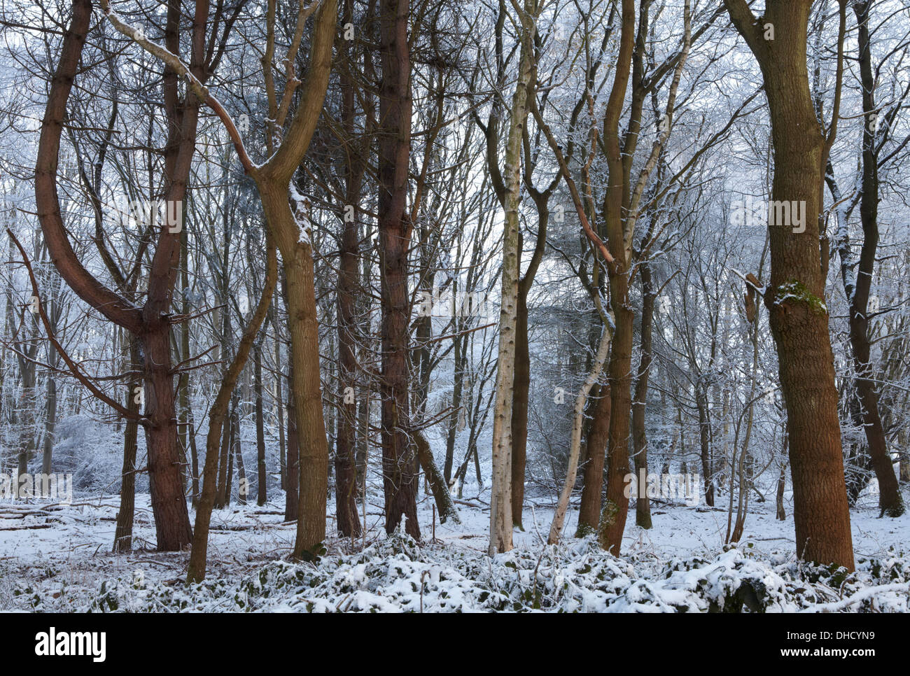 A winter scene from Strumpshaw Fen Nature Reserve near Norwich in the ...