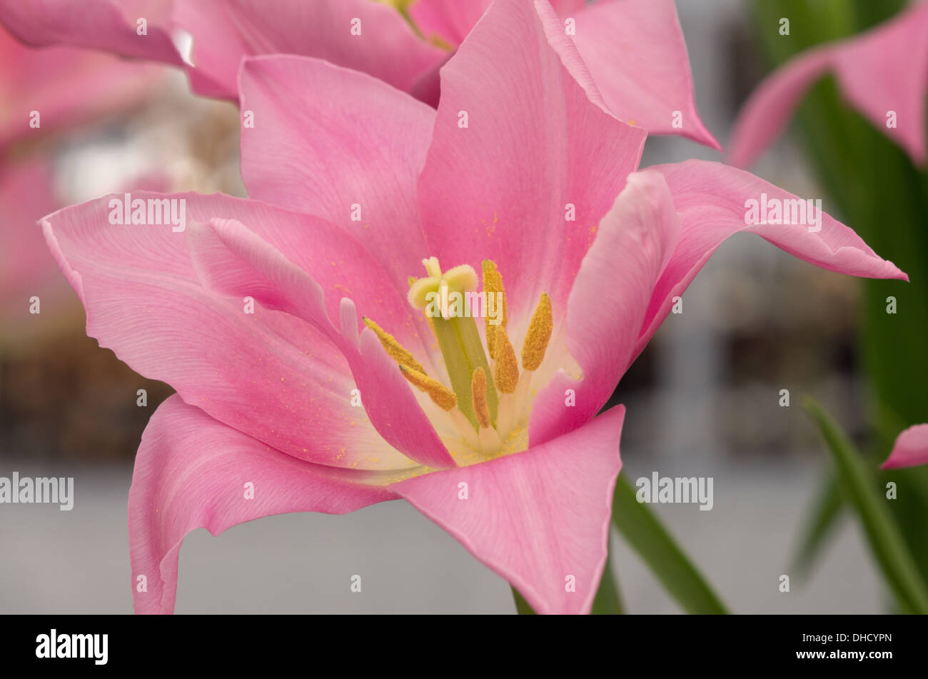 China pink hi-res stock photography and images - Alamy
