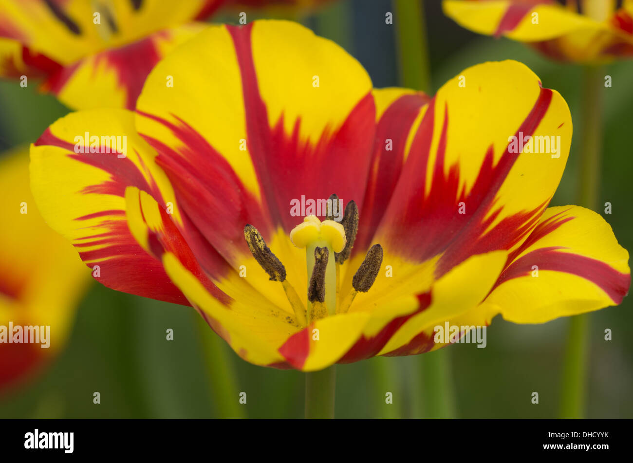 Tulip helmar hi-res stock photography and images - Alamy