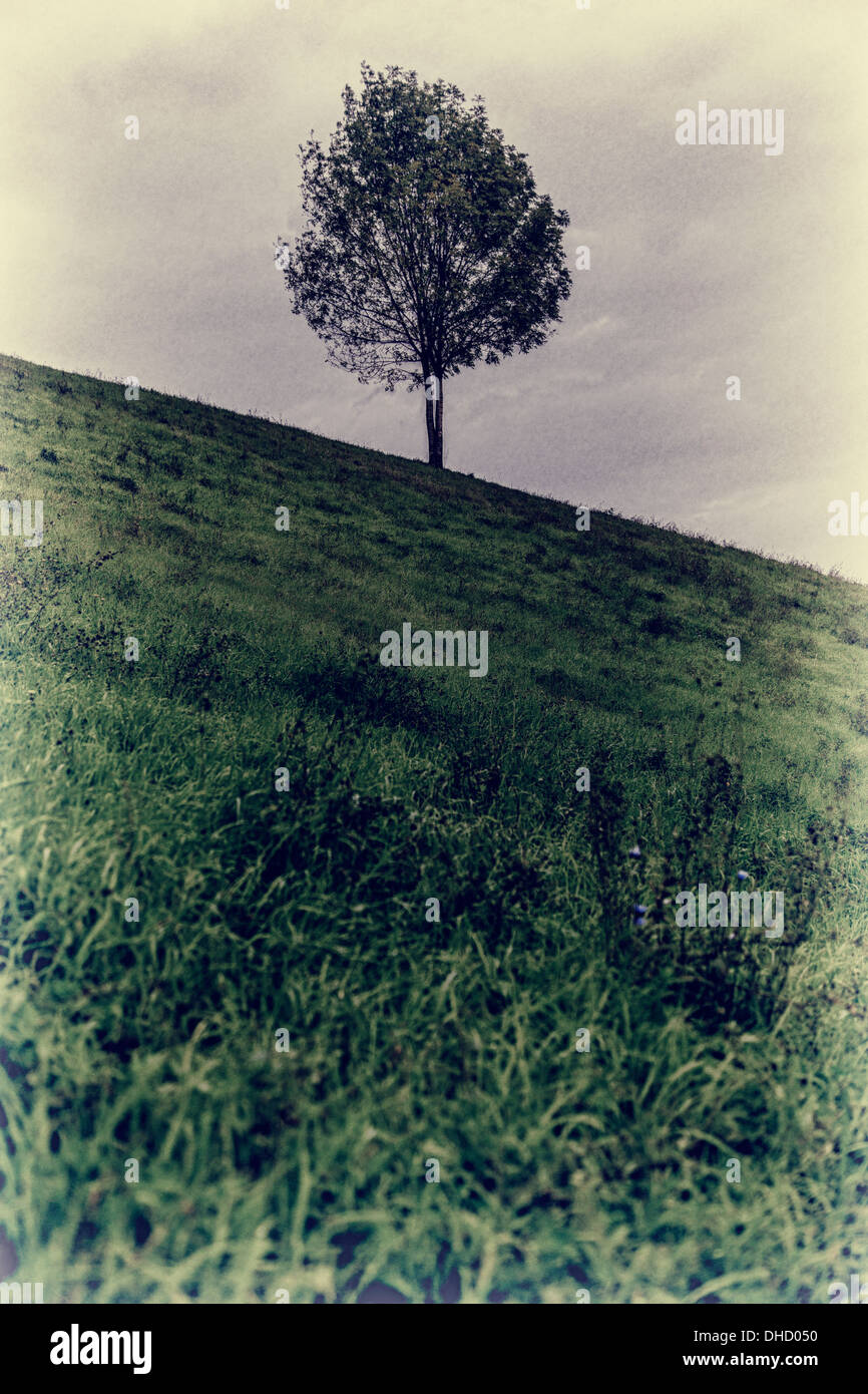 Green vintage fine art tree Stock Photo - Alamy