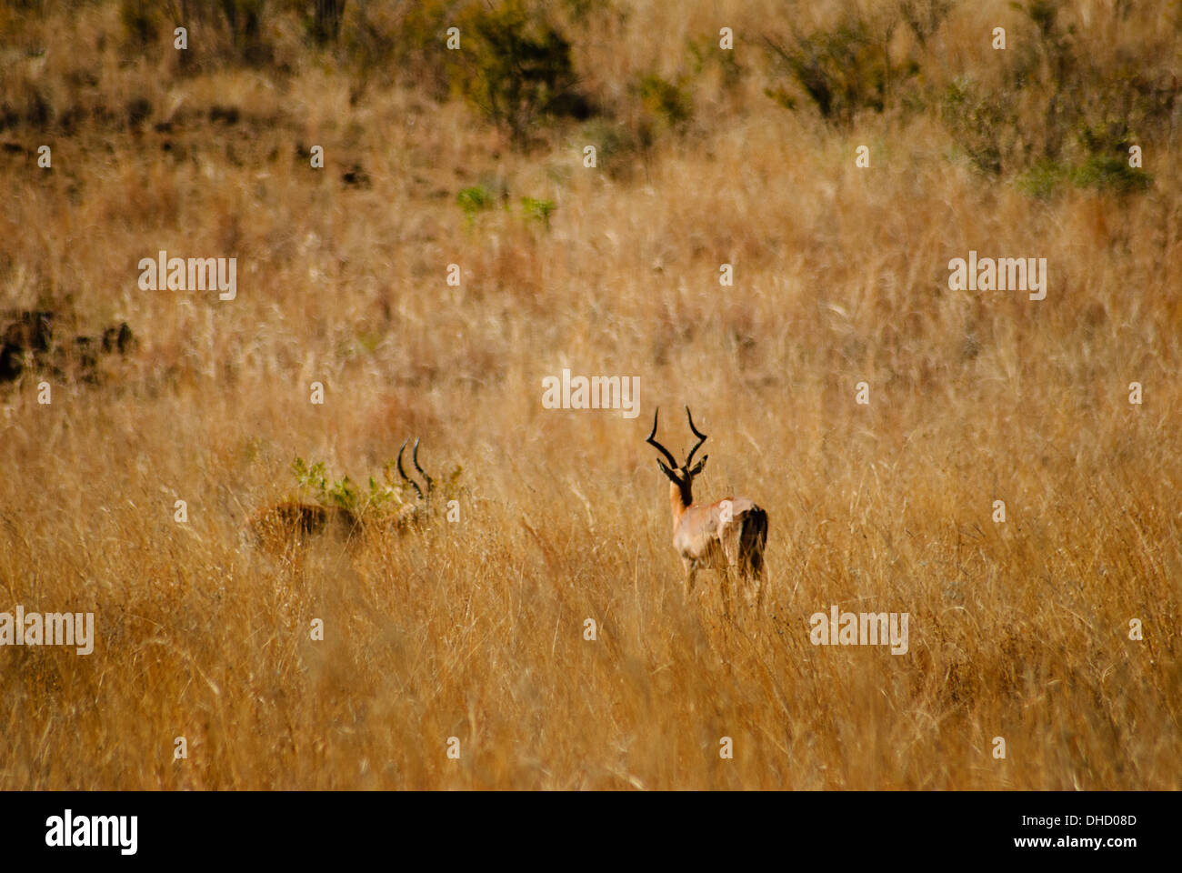 Impala national park hi-res stock photography and images - Alamy