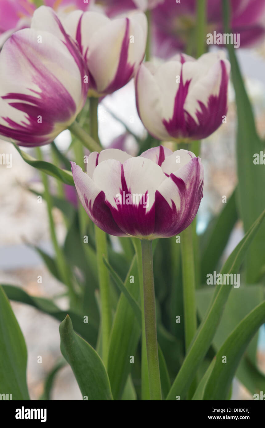 Tulip Rem's Favourite Stock Photo - Alamy