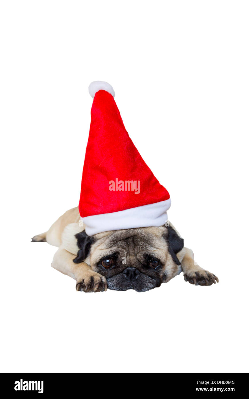 Christmas wearing santa hat reindeer Cut Out Stock Images & Pictures ...