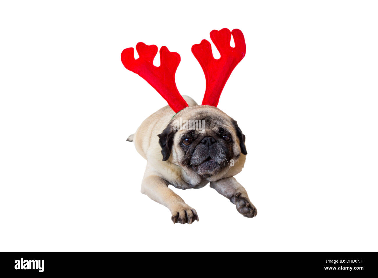 Dog reindeer ears hi-res stock photography and images - Alamy