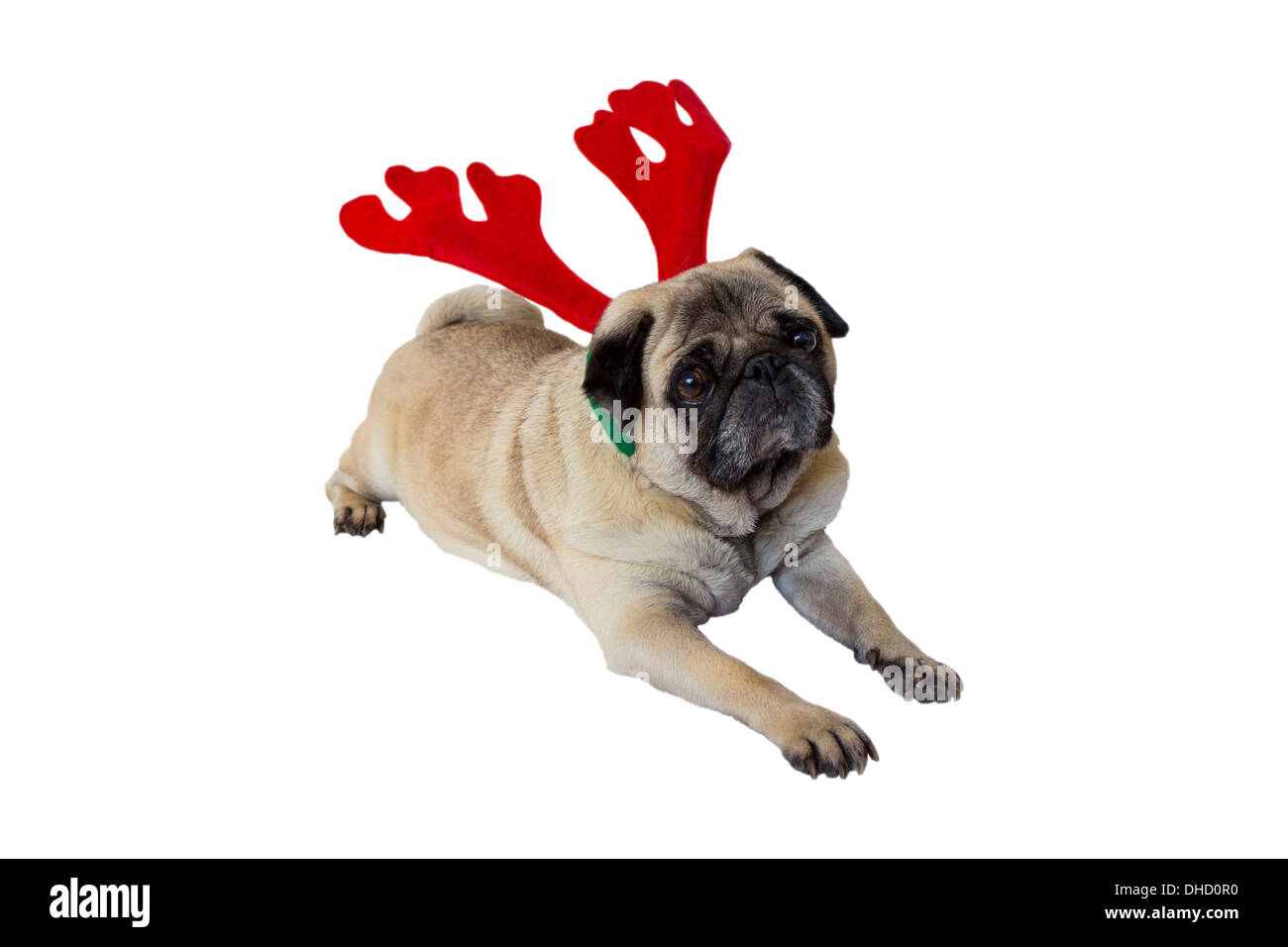 Sad Beige Pug Wearing Christmas Reindeer Ears Stock Photo - Alamy