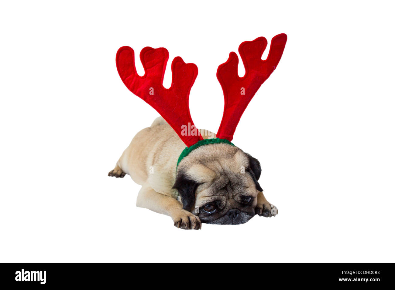 Dog reindeer ears hi-res stock photography and images - Alamy