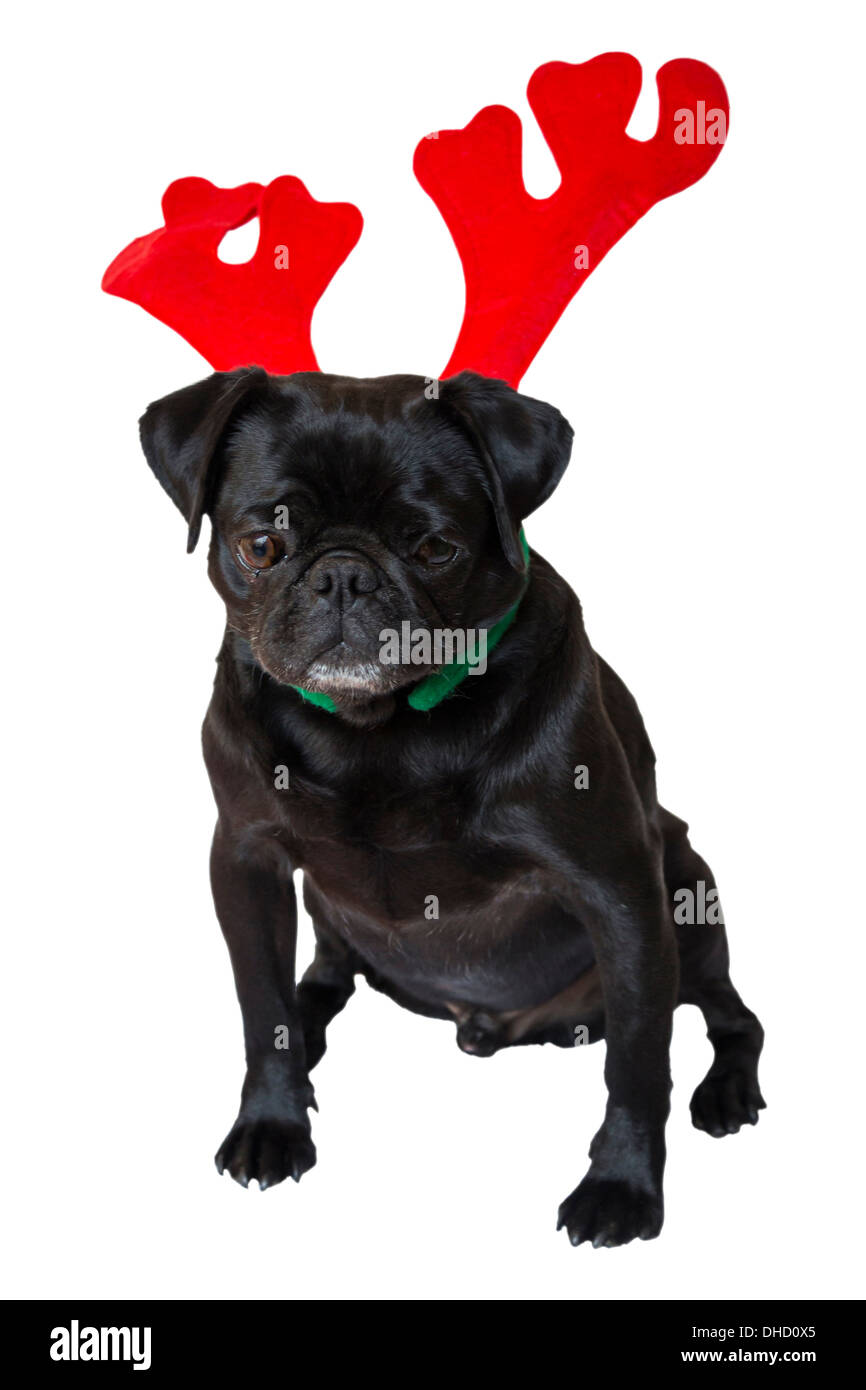 Sad Black Pug Wearing Christmas Reindeer Ears Stock Photo - Alamy