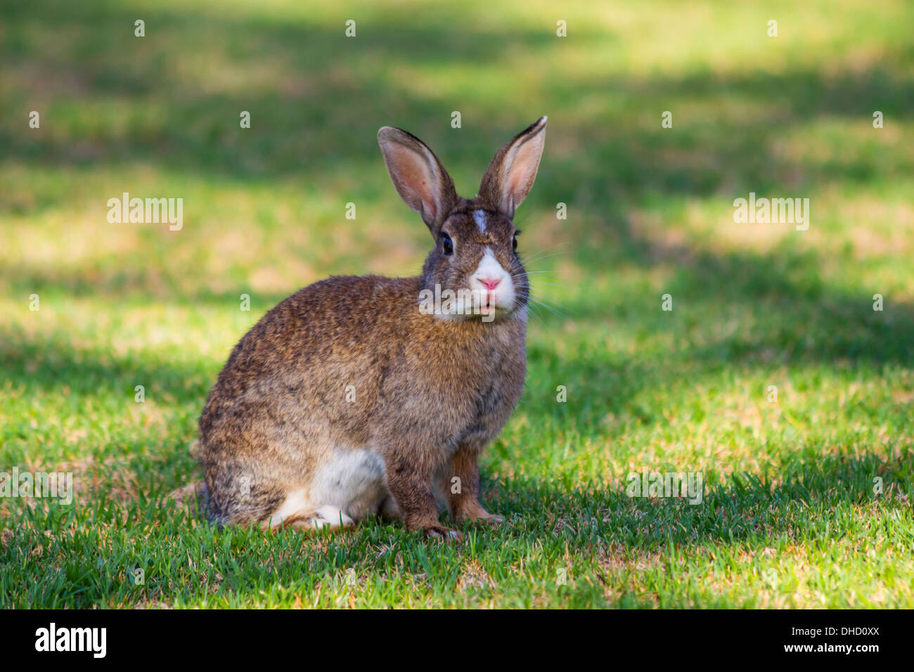 Brown and White Rabbit on Grass Staring Straight Ahead Stock Photo - Alamy
