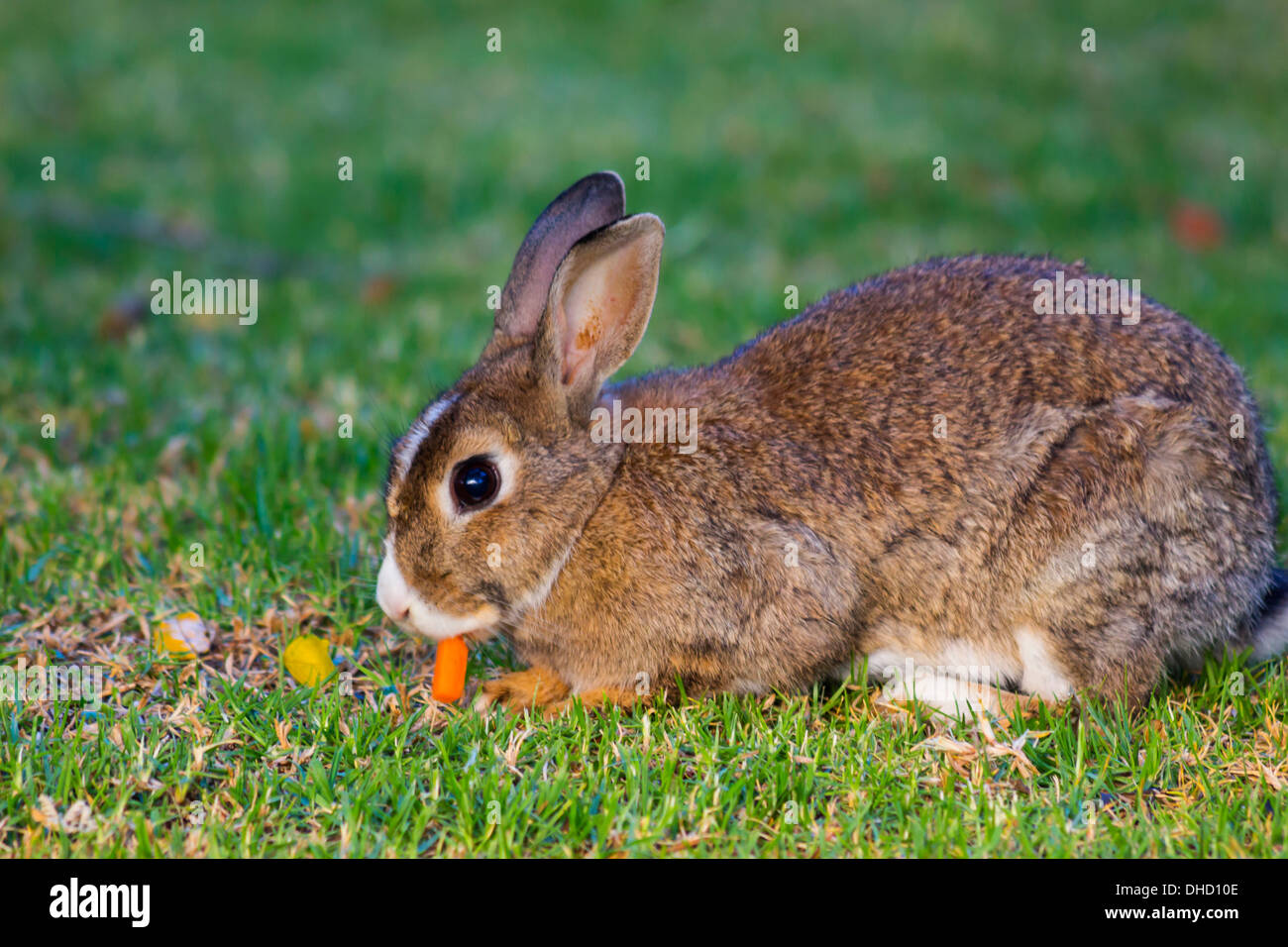 Rabbit eating carrot hi-res stock photography and images - Alamy