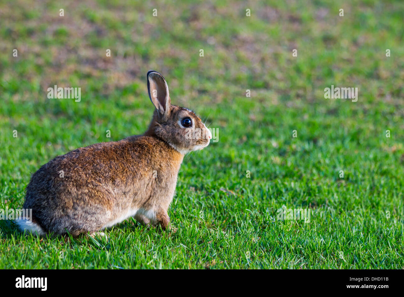 Black rabbit bunny white nose hi-res stock photography and images - Alamy