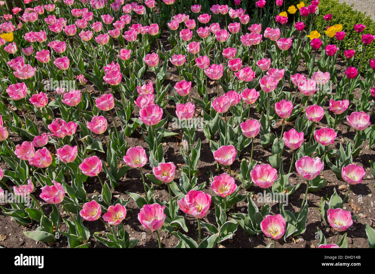 Modelo De Tulipa New Design' Tulip Fine Gardening