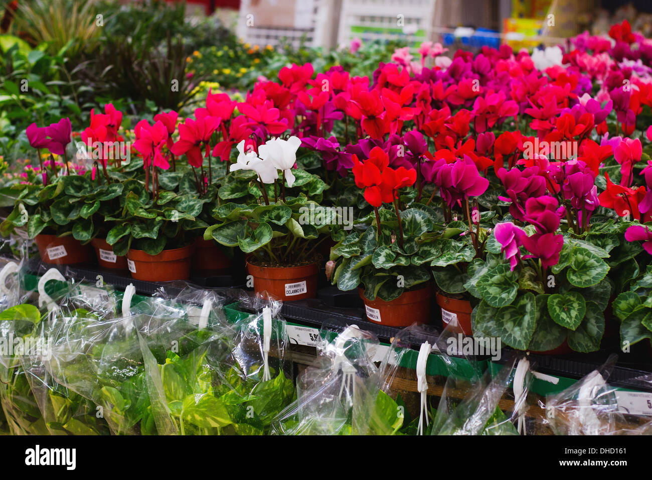 Flower shop interior hi-res stock photography and images - Alamy