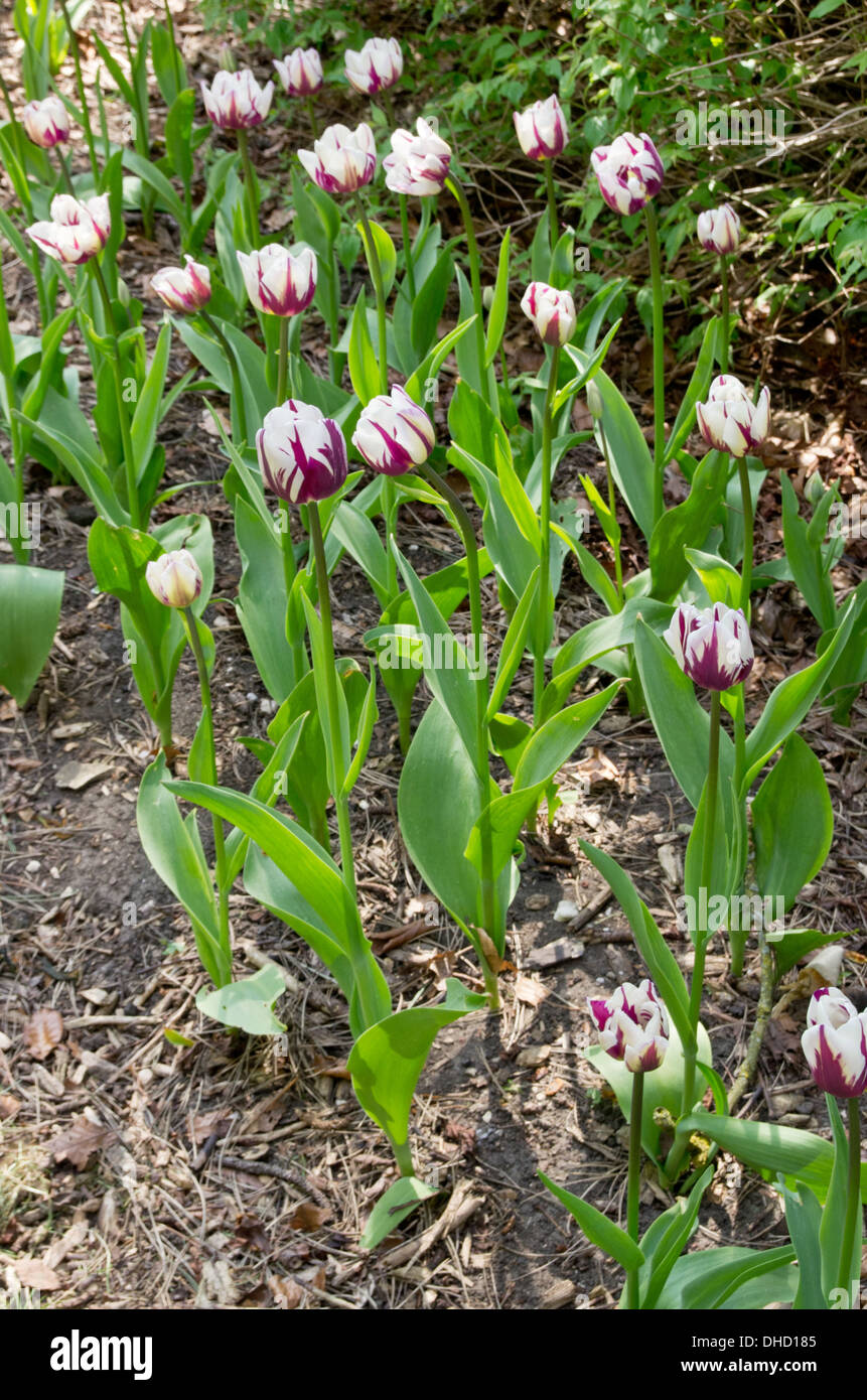 Lambada hi-res stock photography and images - Alamy