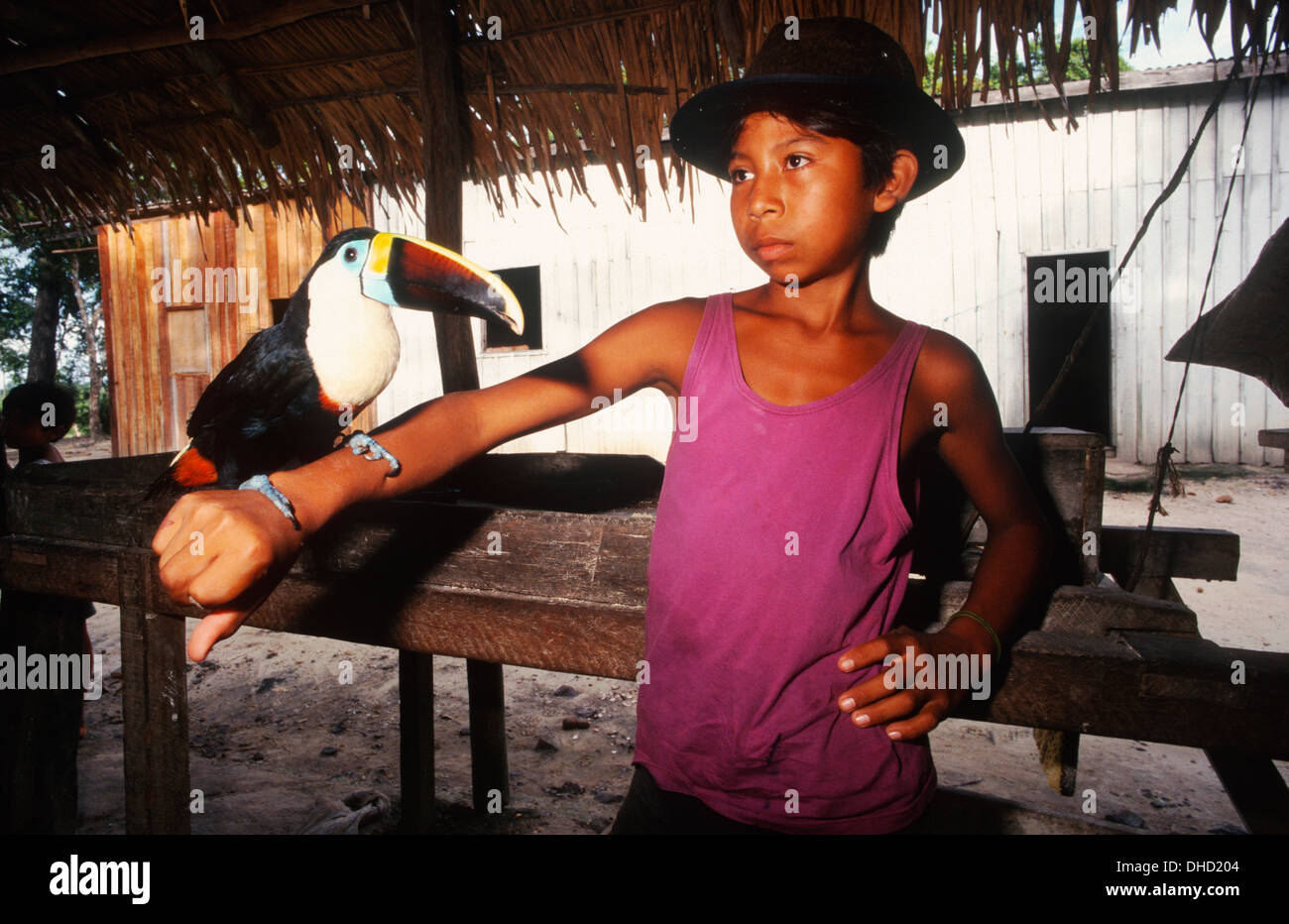 boy with his toucan, santarem, state of para, amazon region, brazil ...