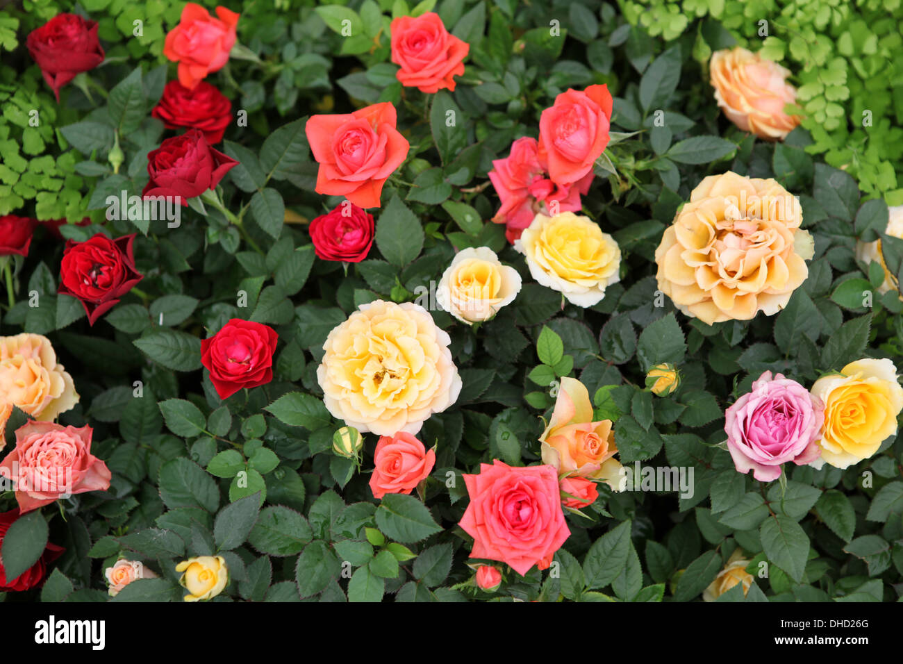 Red roses stock photos and images hi-res stock photography and images ...