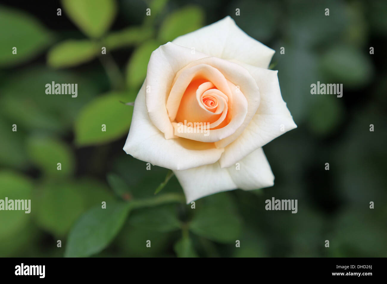 Red roses stock photos and images hi-res stock photography and images ...
