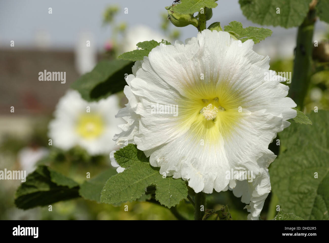 Bauernrose hi-res stock photography and images - Alamy