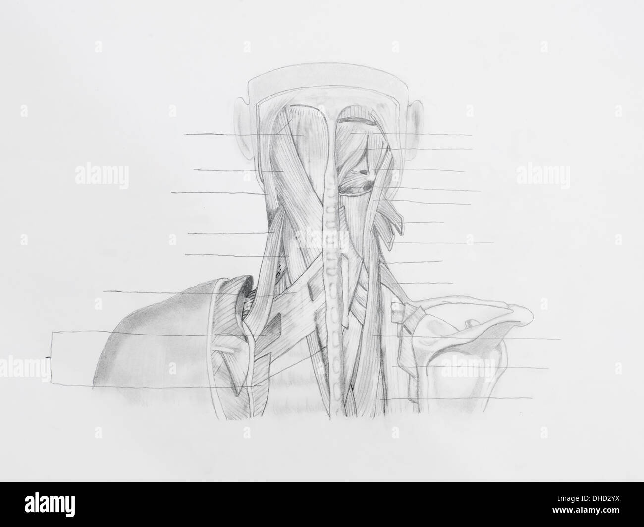 Human body muscles pencil drawing hi-res stock photography and images ...