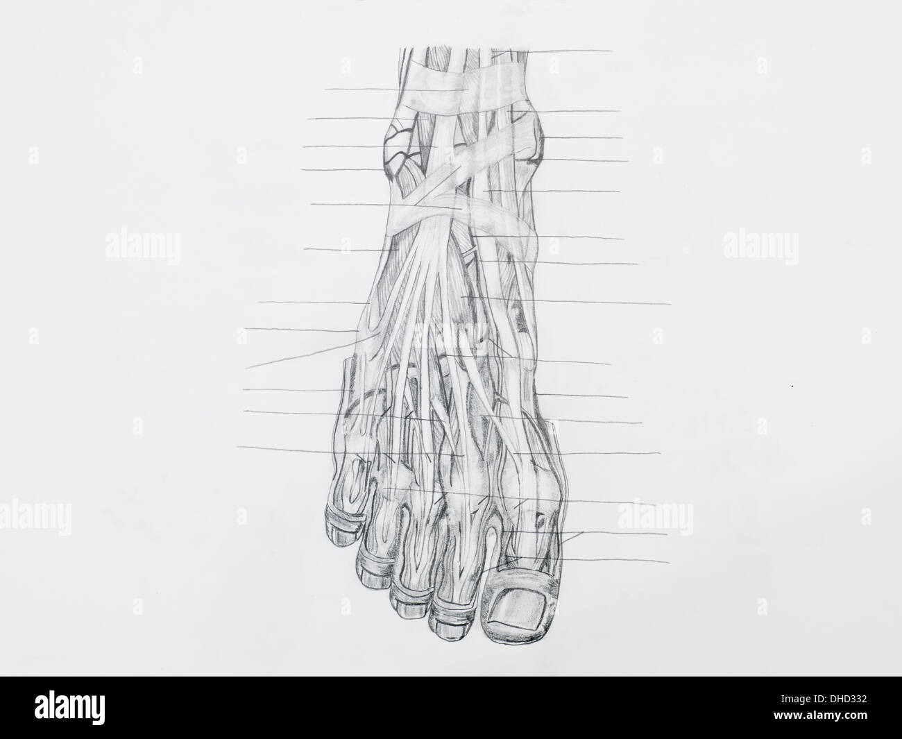 Detail of foot muscles tendons pencil drawing on white paper Stock ...