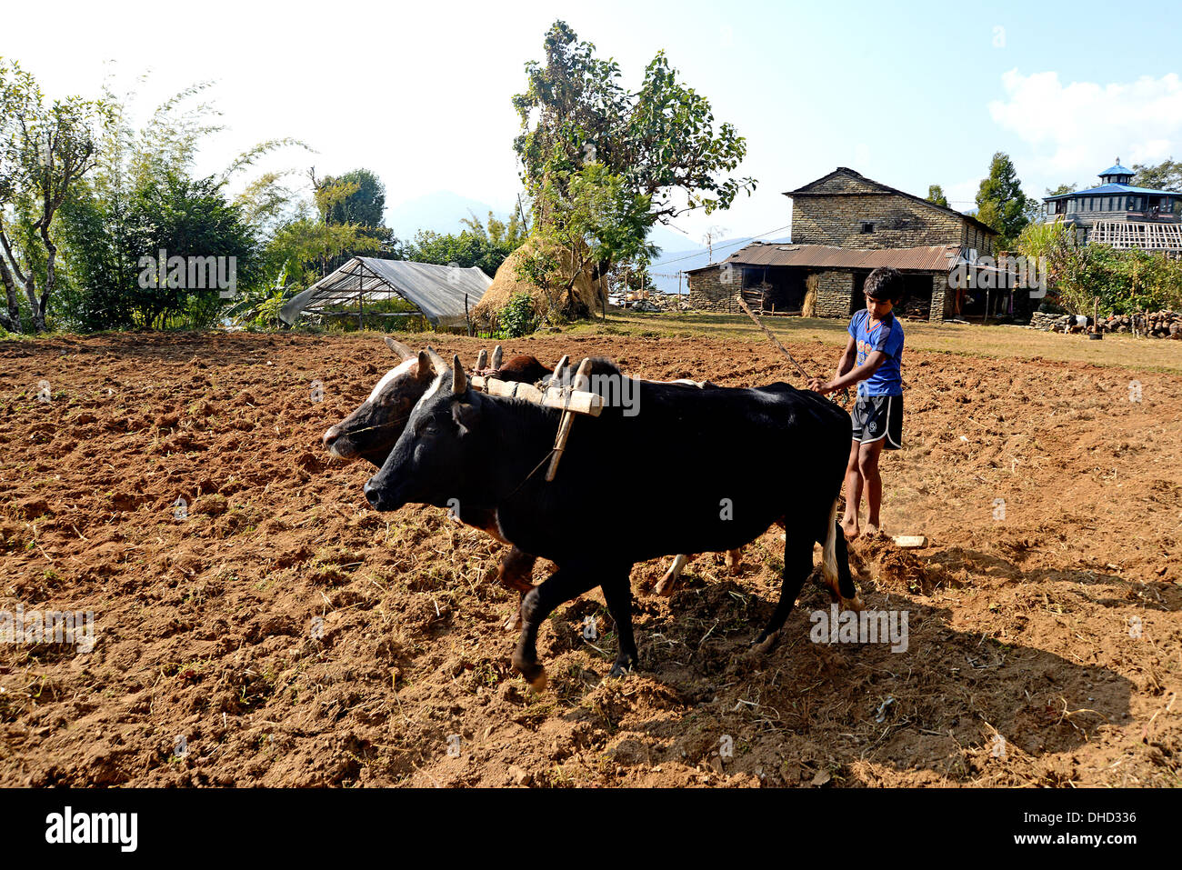 Traditional farming methods hi-res stock photography and images - Alamy