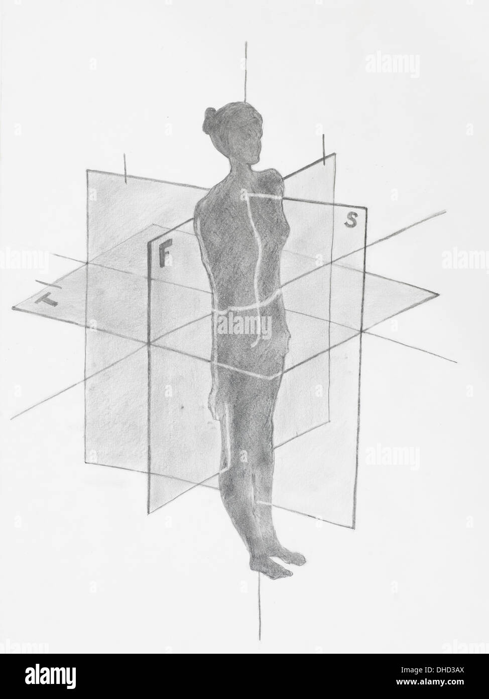Planes Of The Body Drawing