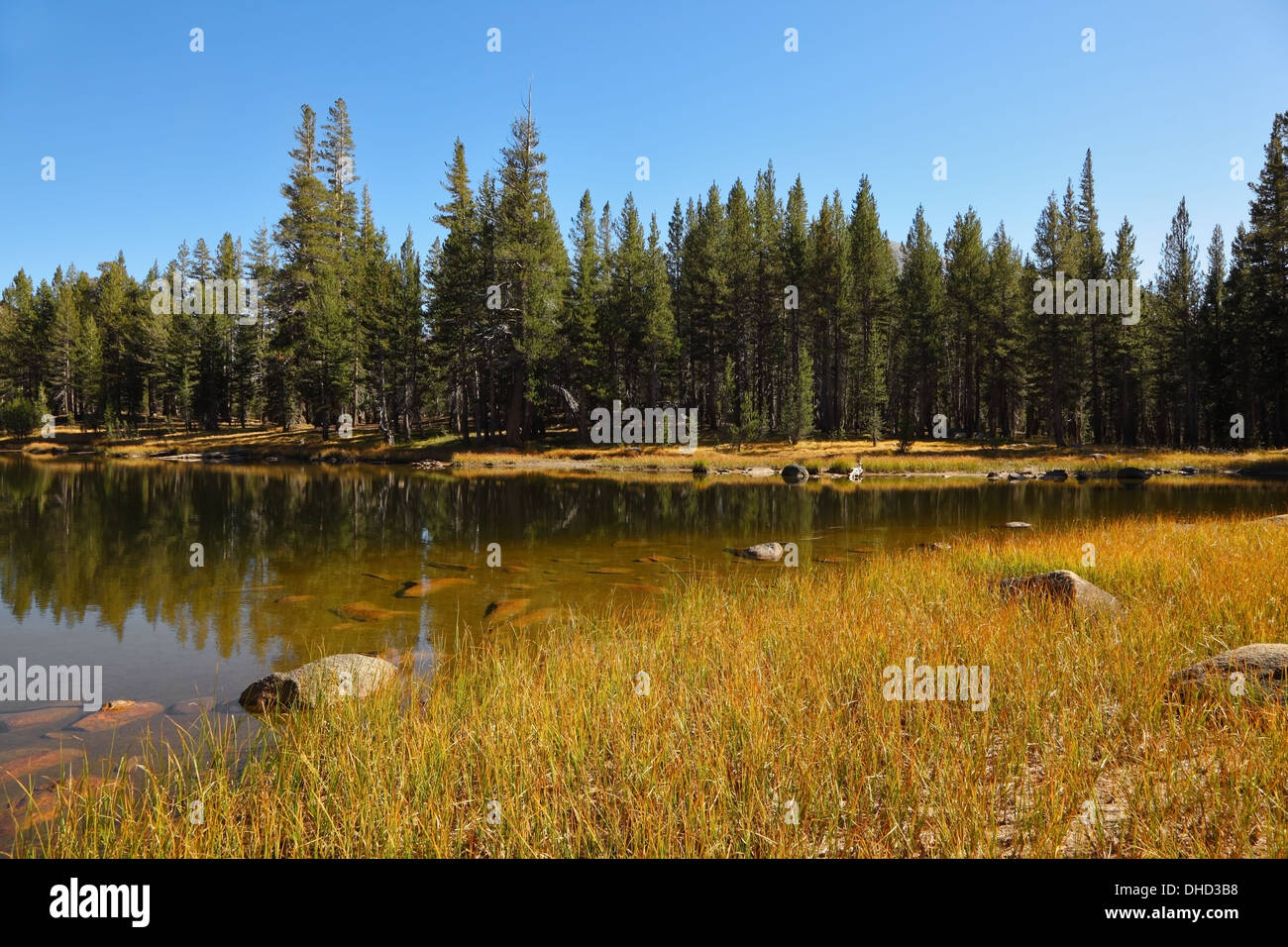 In the early morning in the green of the forest hi-res stock ...