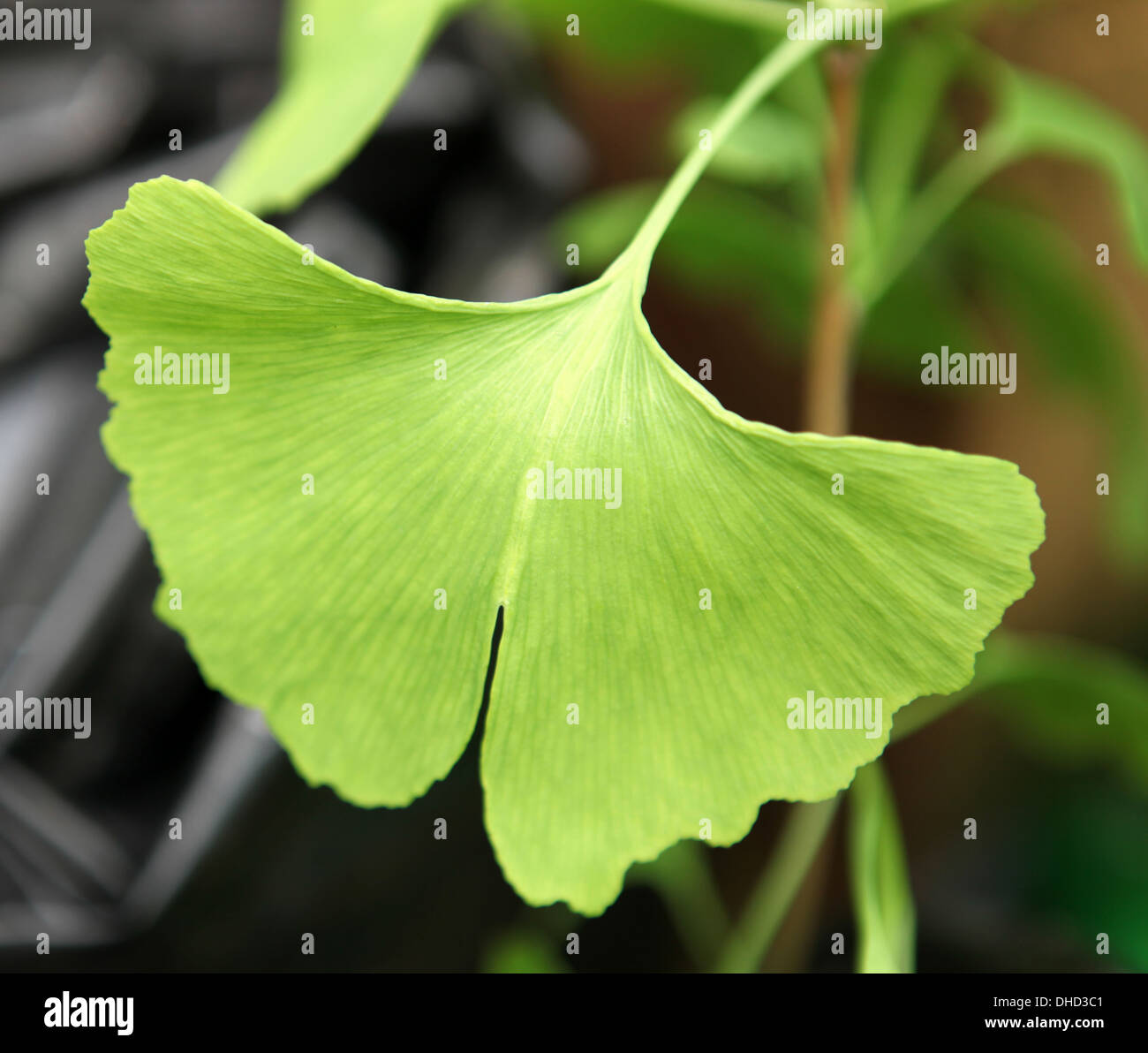 Close-up on Ginkgo Biloba tree Stock Photo - Alamy