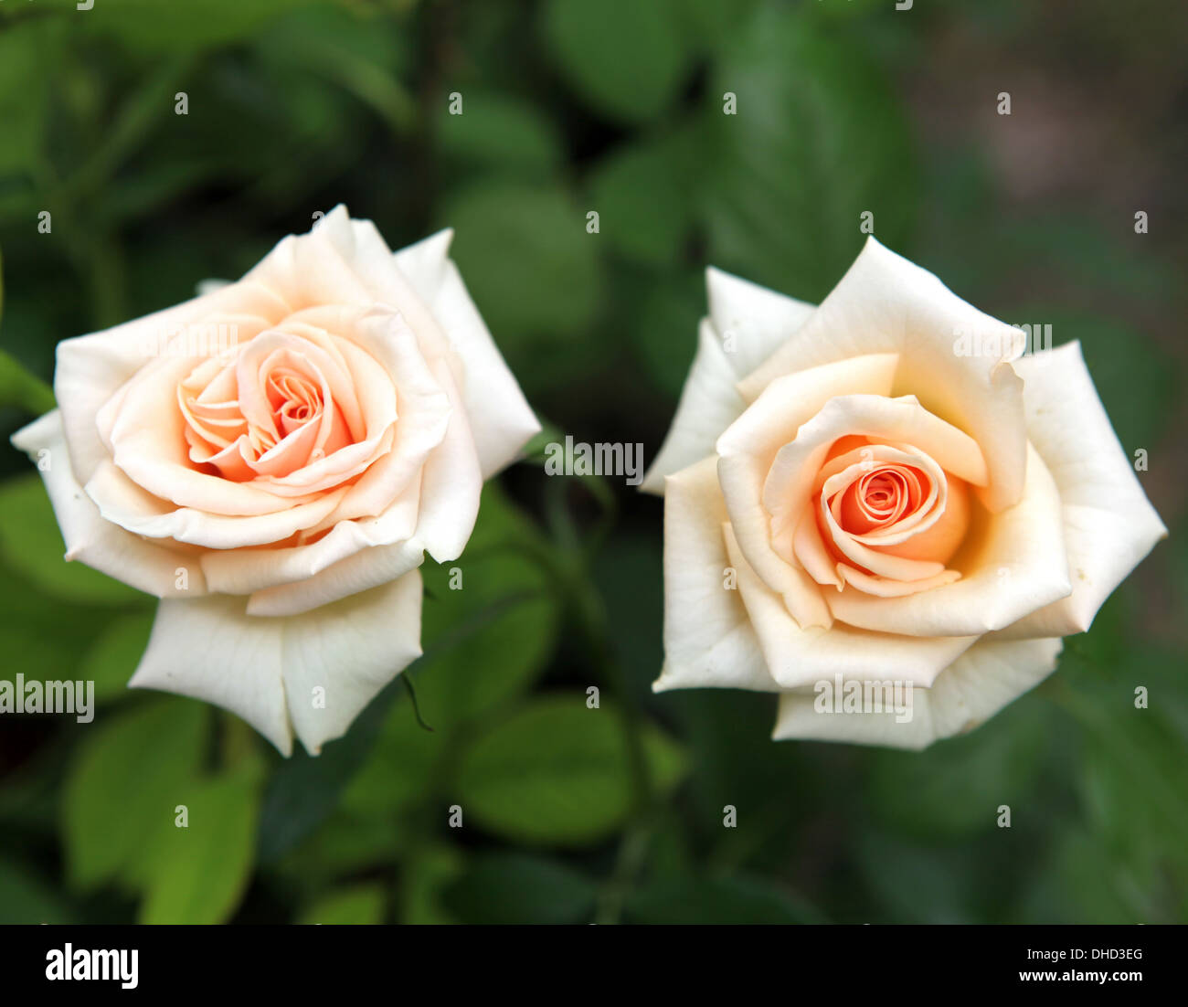 Color growing copy space aroma hi-res stock photography and images - Alamy