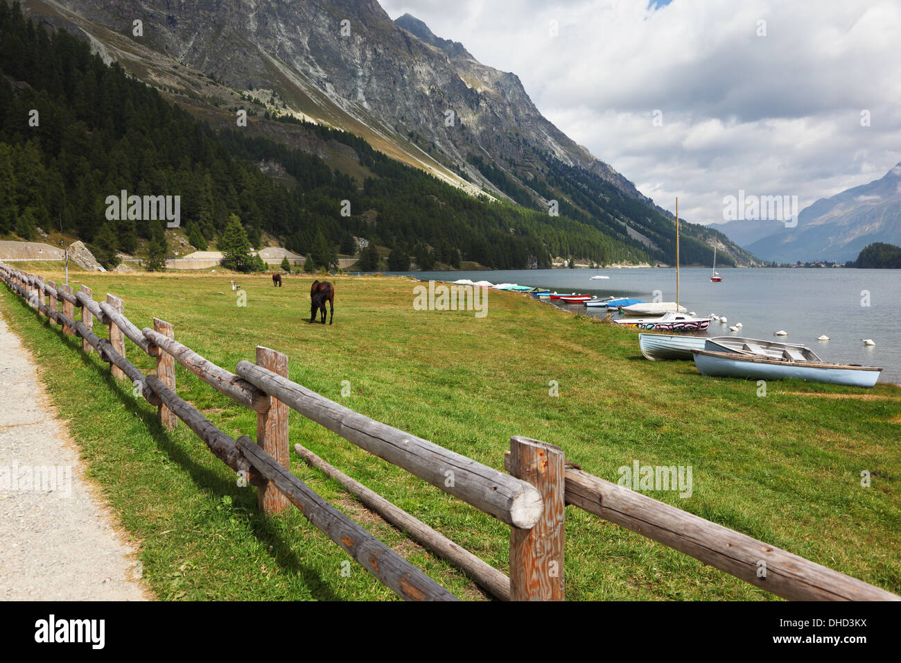 Sleek animals hi-res stock photography and images - Alamy